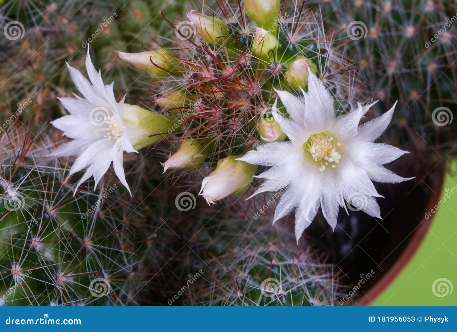 Beautiful White Cactus Flowers Bloom in a Flowerpot Stock Image - Image ...
