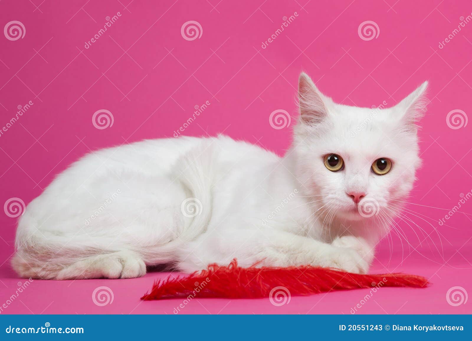 A beautiful white cat stock image. Image of family, soft - 20551243