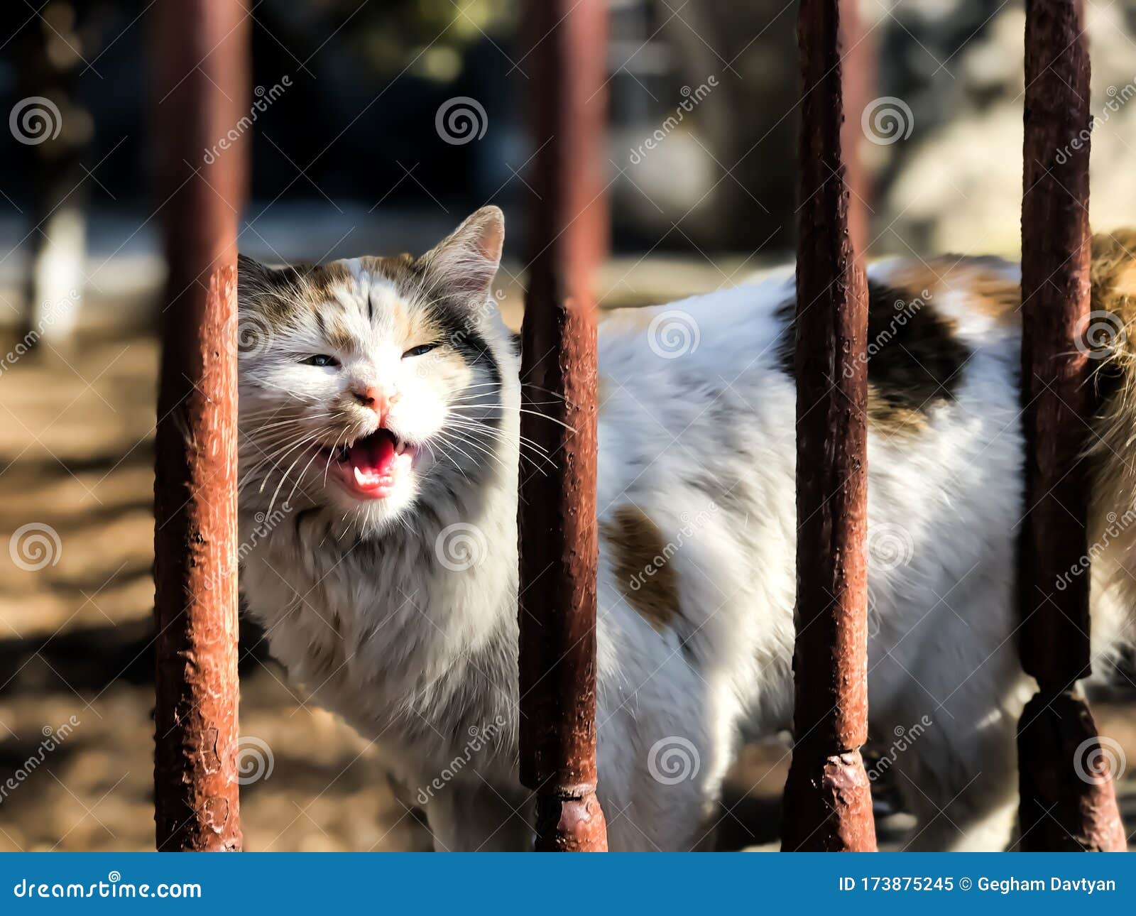 A Beautiful White Cat Asks for Help Stock Image - Image of chemical ...