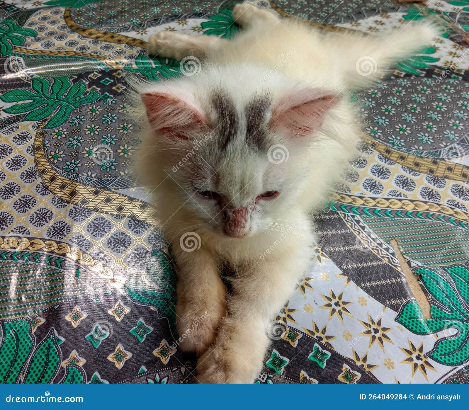 A Beautiful White Cat with Black Markings on the Head Stock Photo ...