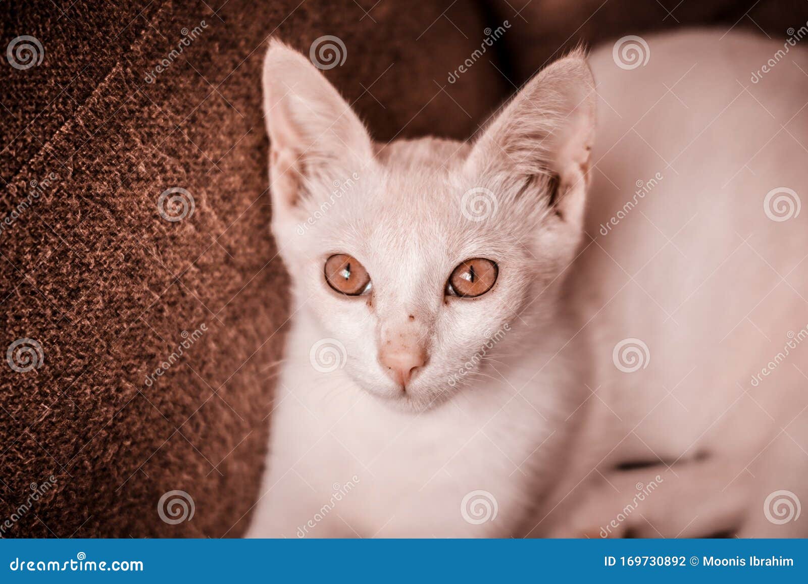 Beautiful White Cat Close Up. Blur Depth of Field Stock Photo - Image ...