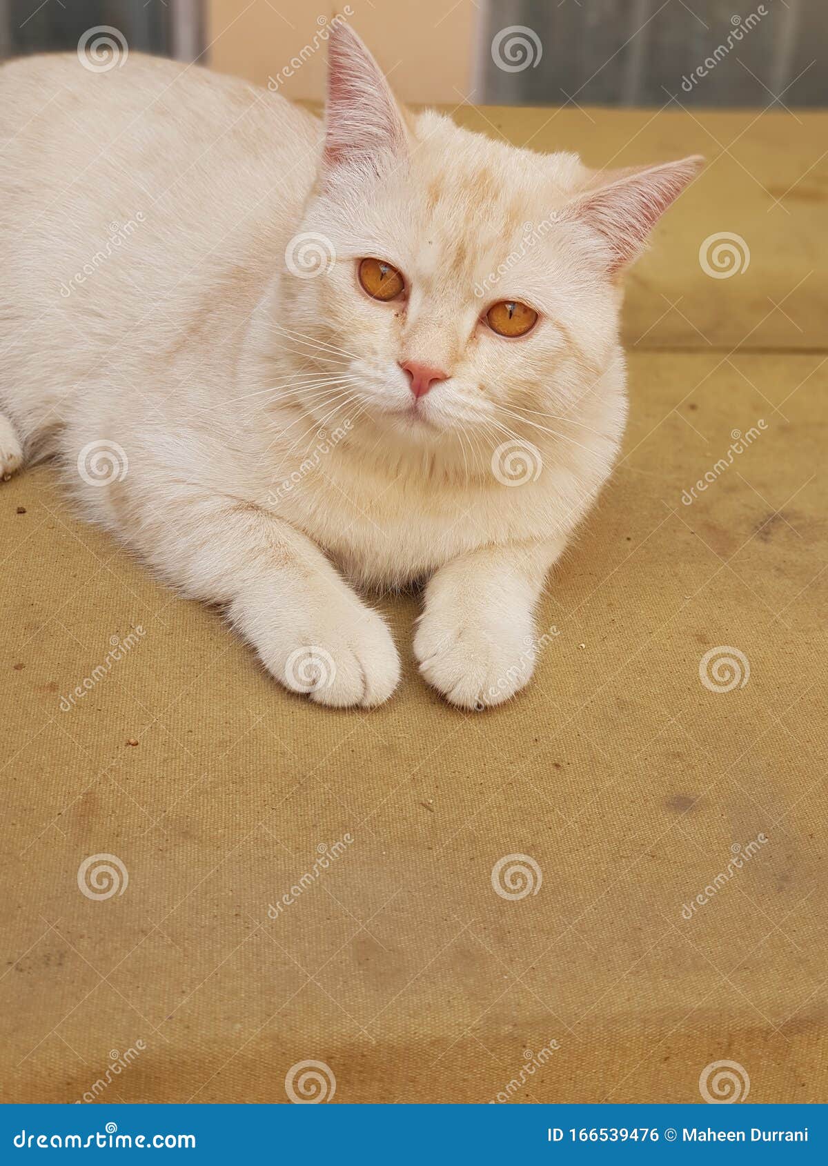 Beautiful White Cat with Golden Eyes Stock Photo - Image of golden ...