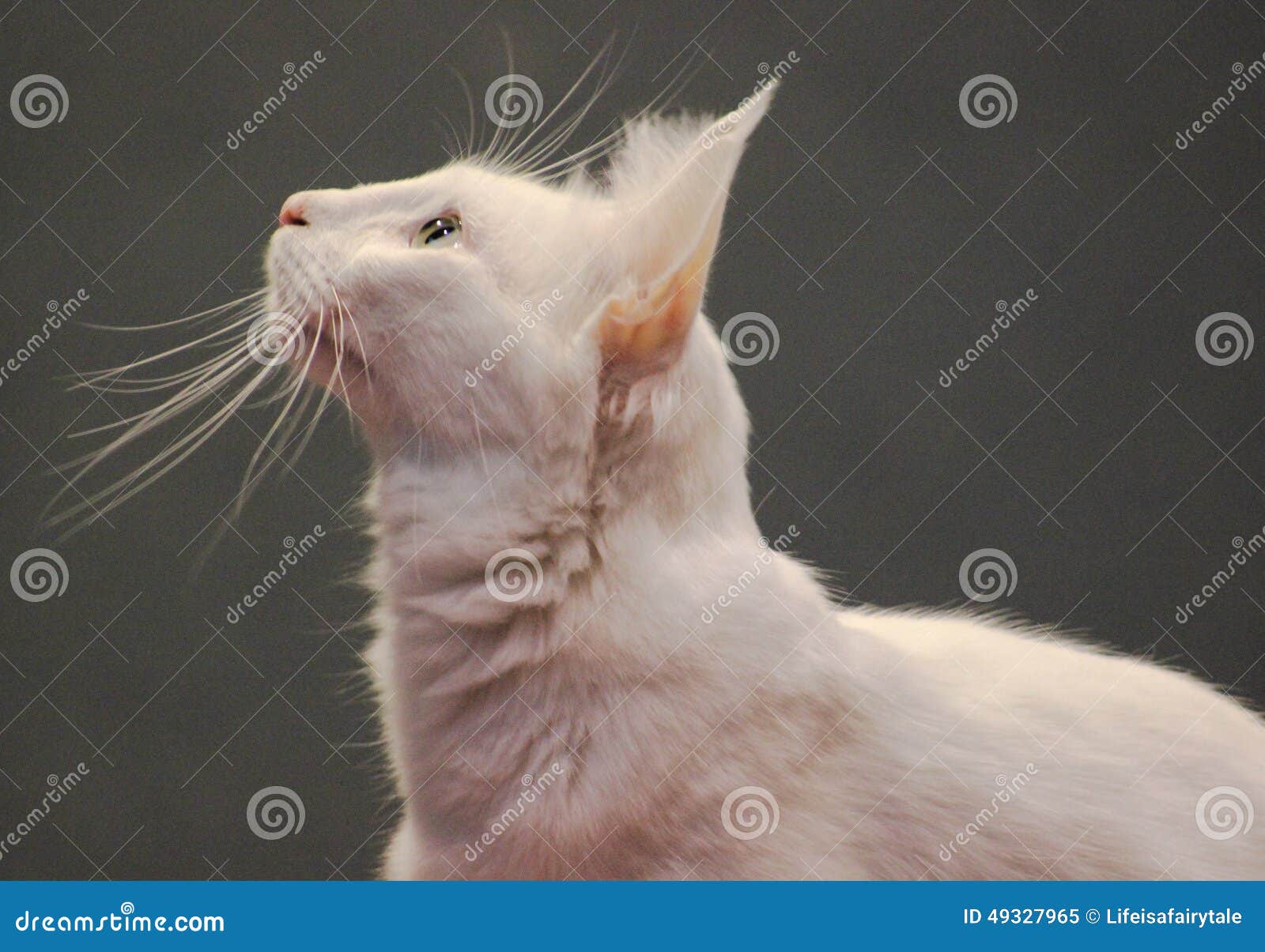 Beautiful white cat stock image. Image of white, looking - 49327965