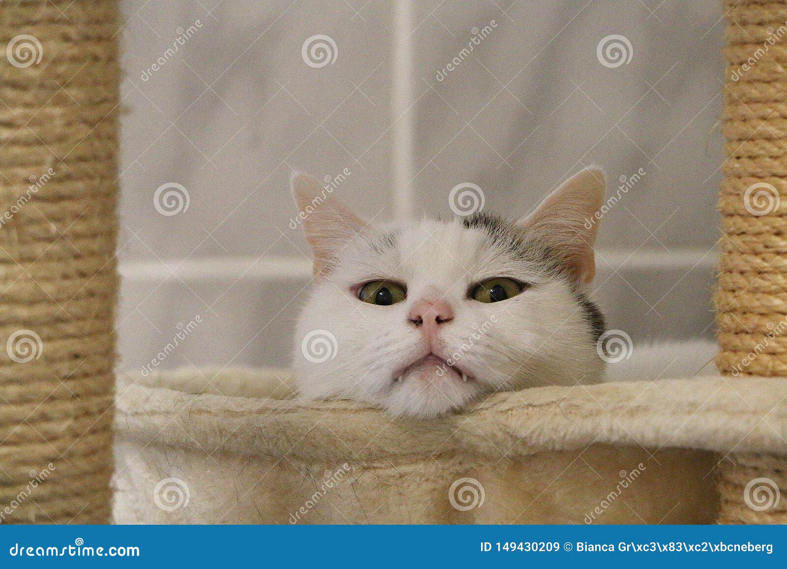Beautiful White Cat is Lying on a Scratching Post Stock Image - Image ...