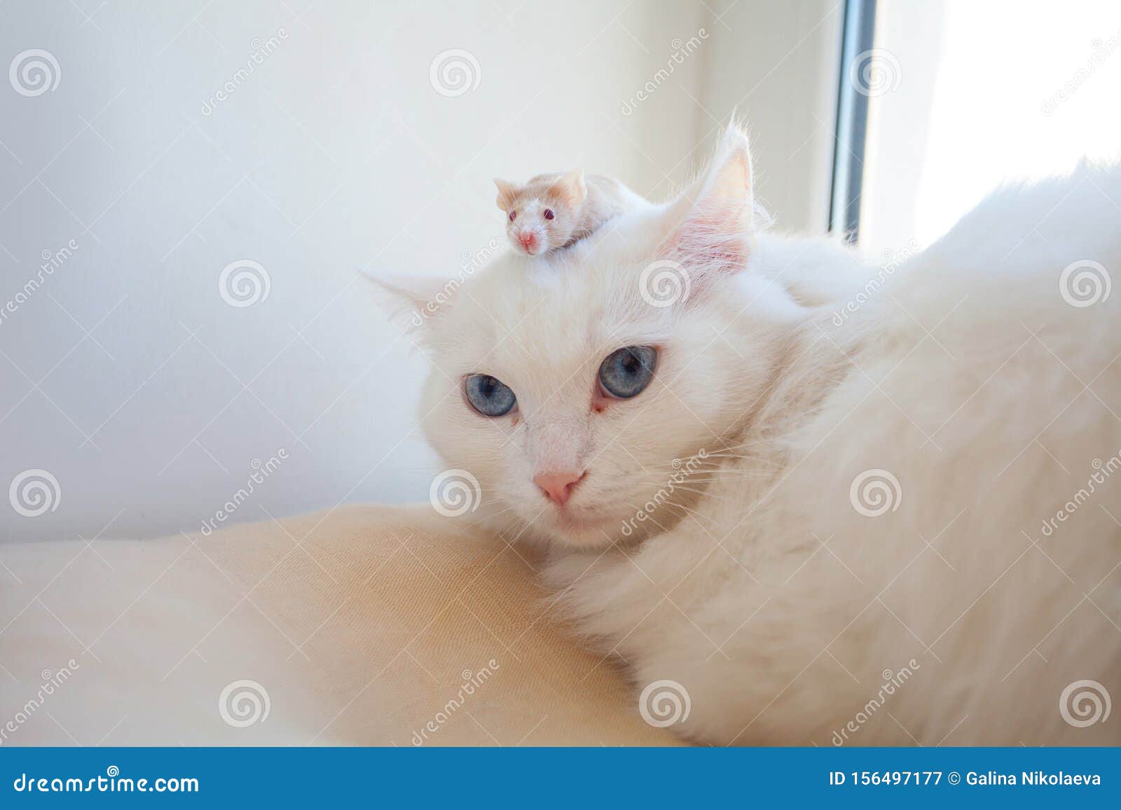 Beautiful White Cat with Mouse on His Head Stock Image - Image of ...