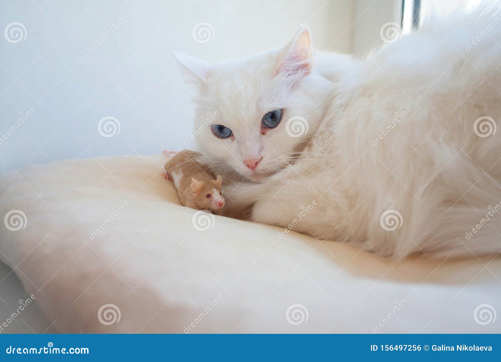 Beautiful White Cat with Mouse on His Head Stock Photo - Image of funky ...