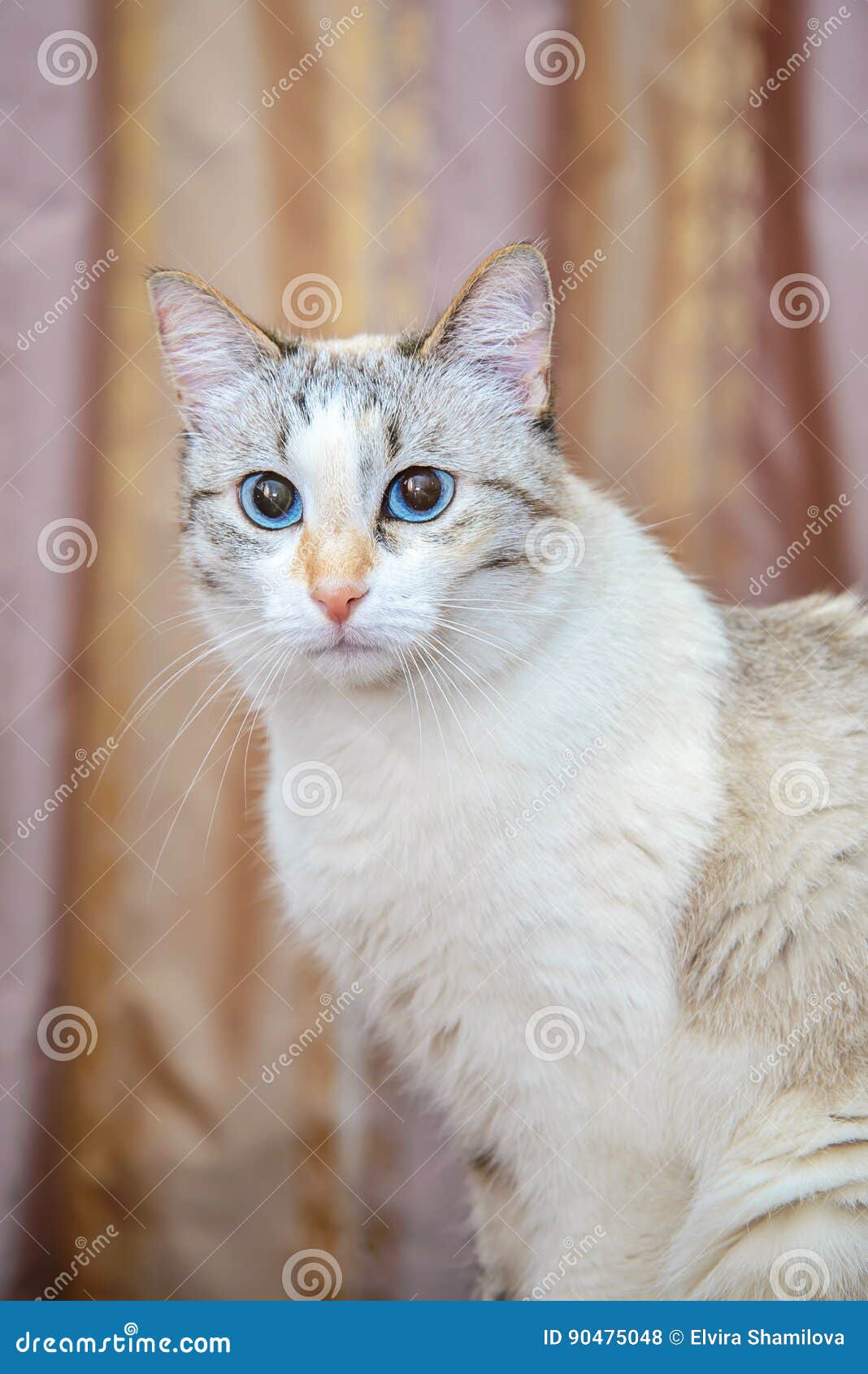 Beautiful White Cat Sitting at Home Stock Photo - Image of front, white ...