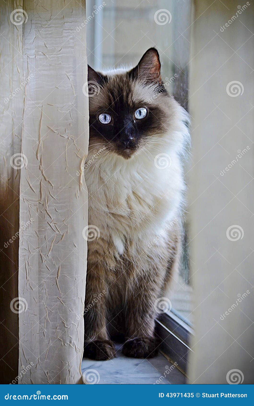 Beautiful White Cat on Window Sill Stock Image - Image of animal ...