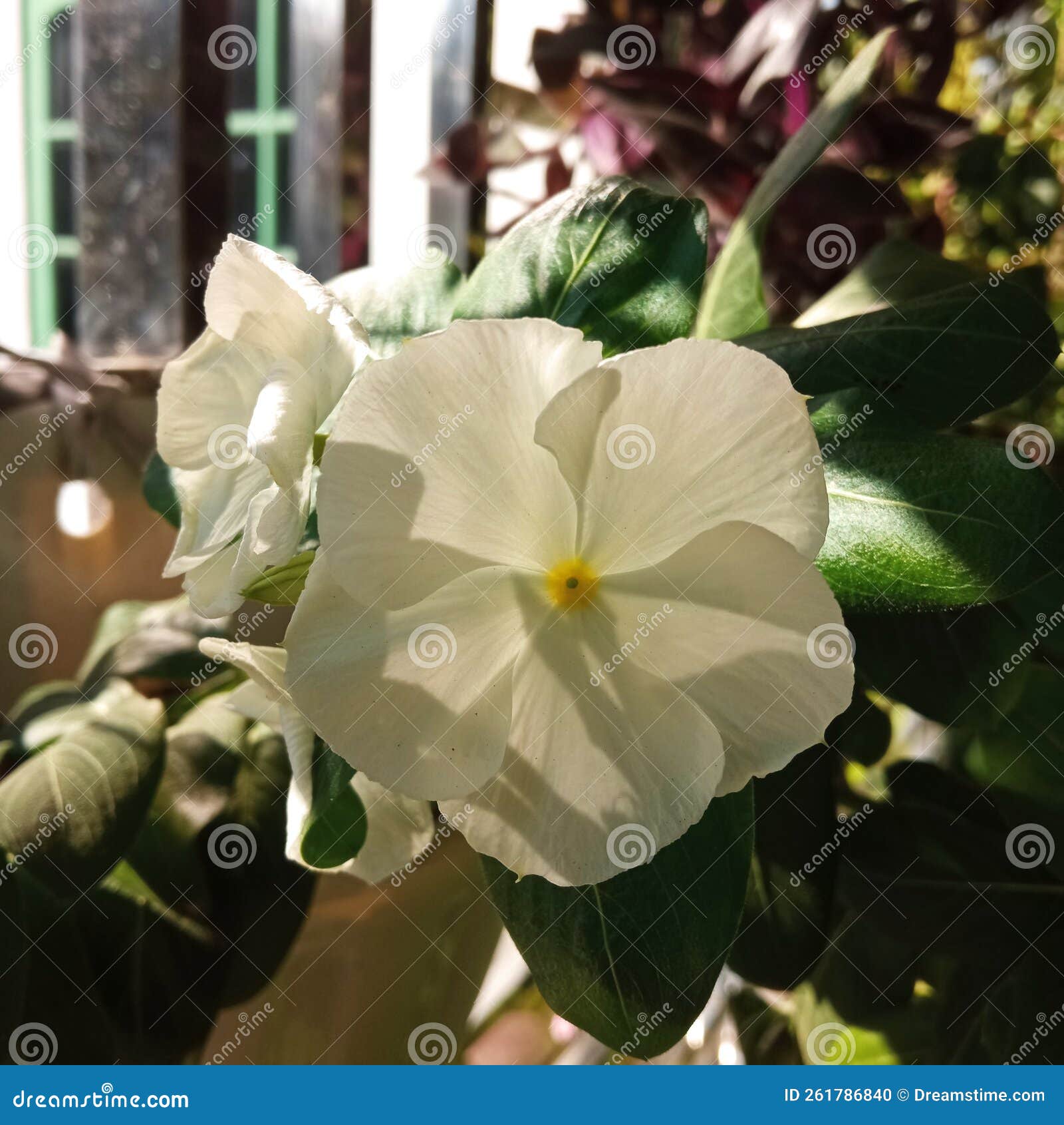 Beautiful of White Catharanthus Roseus Flower & X28;Tapak Dara Flower ...