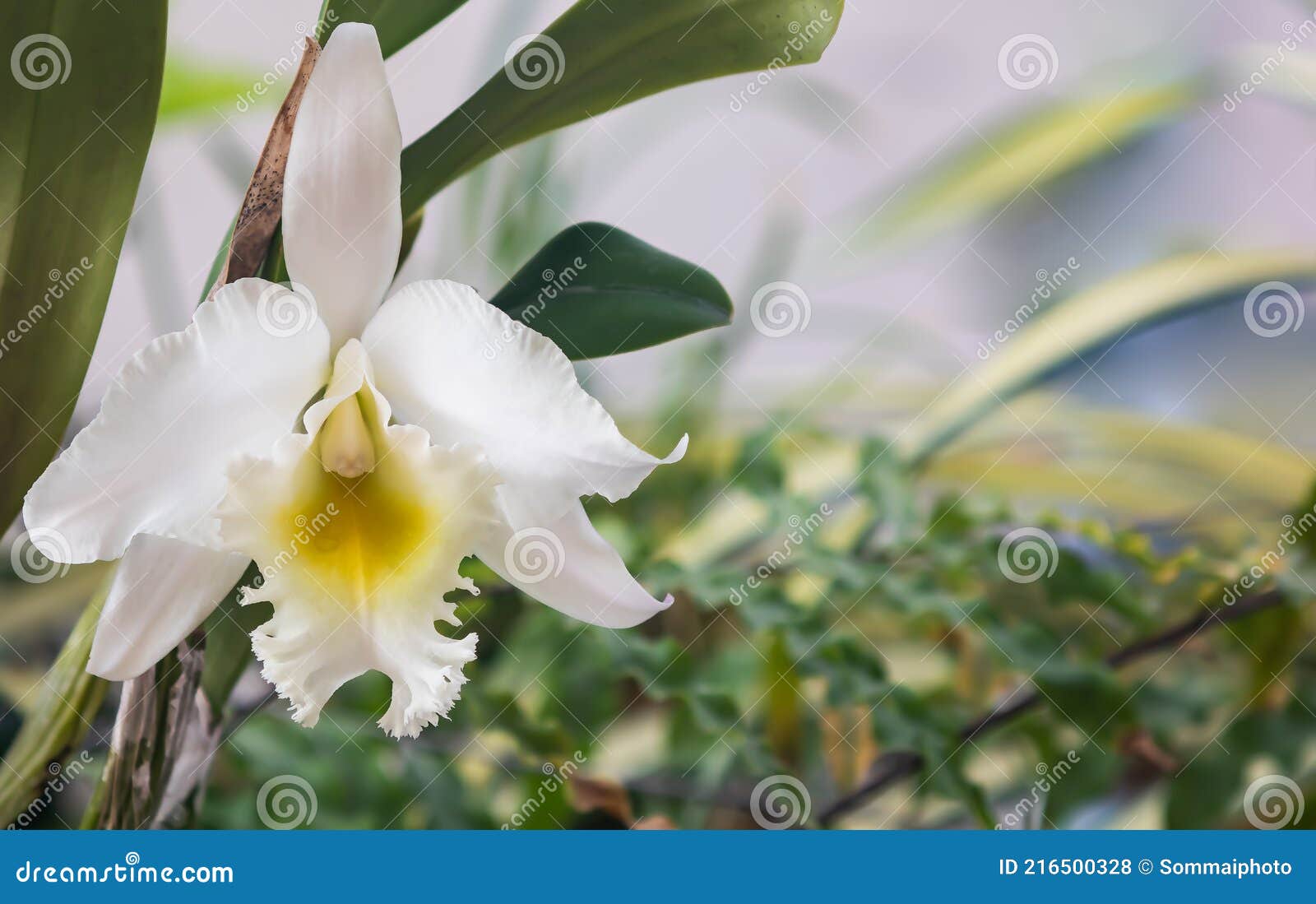 Beautiful White Cattleya Orchid in Natural Light Stock Photo - Image of ...