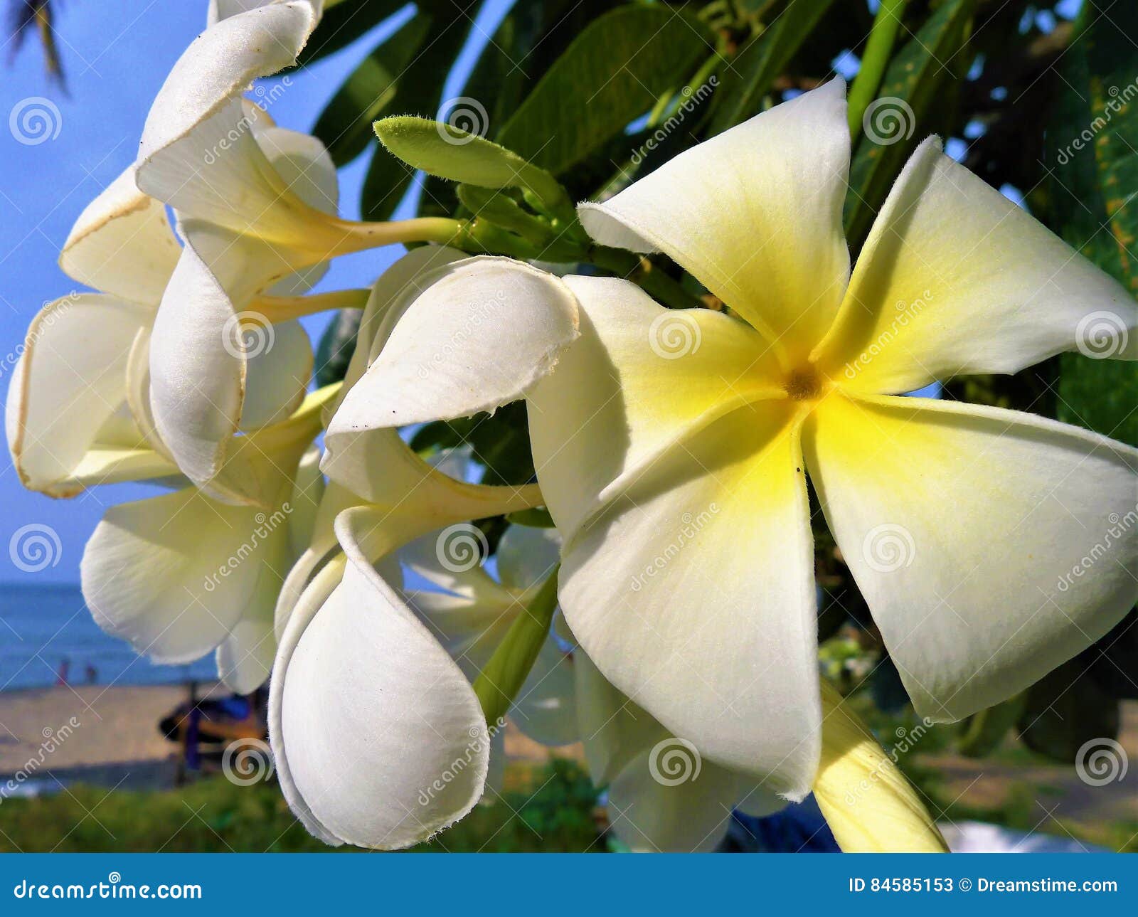 Beautiful White Champaka Flower Macro Stock Image - Image of tropical ...