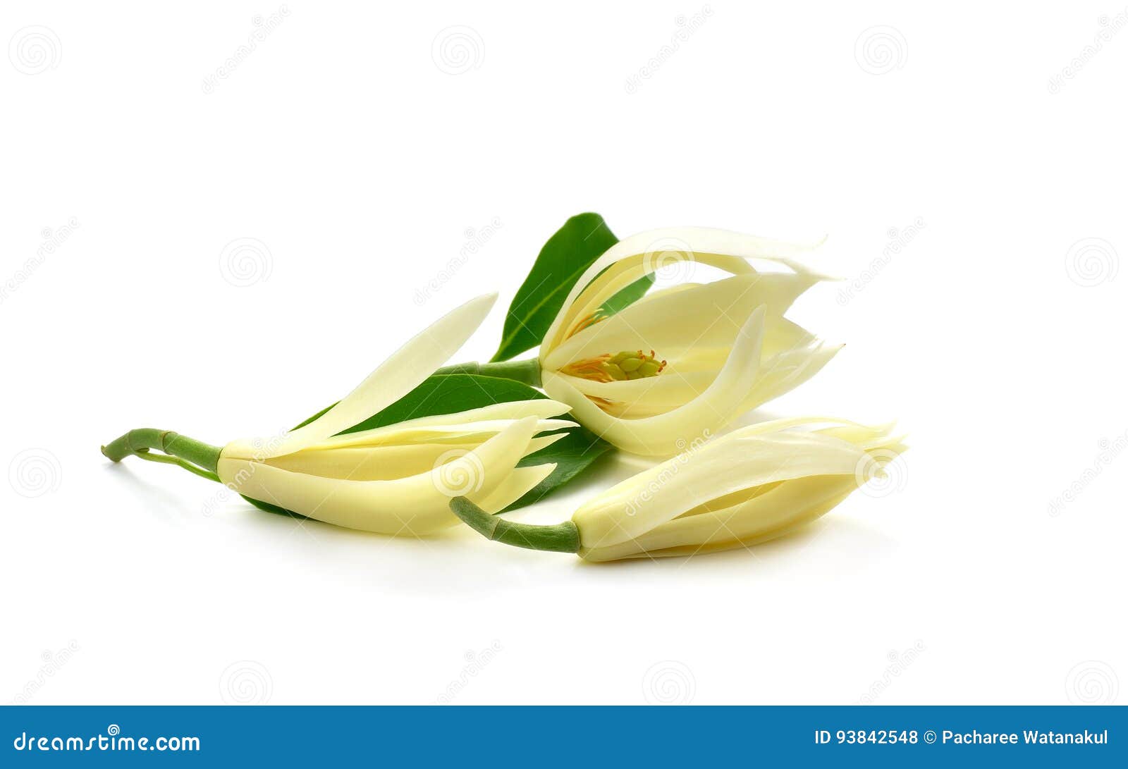 Beautiful White Champaka Isolate on White Background are Blooming Stock ...