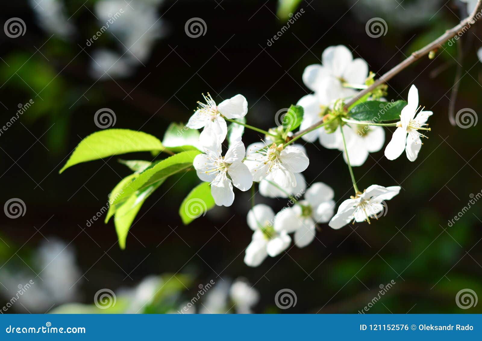 Beautiful White Cherry Flowers. Blooming Cherry Tree in Spring. Stock ...
