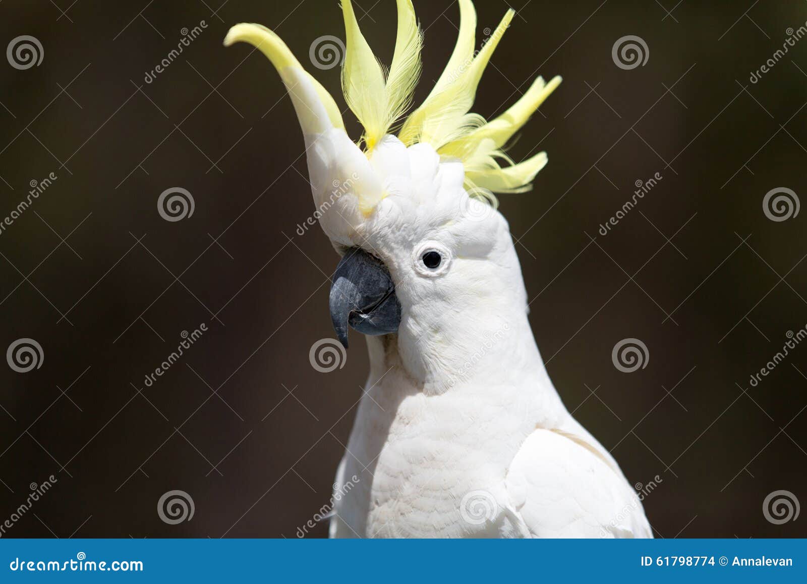 Beautiful White Cockatoo, Australia. Stock Photo - Image of color ...
