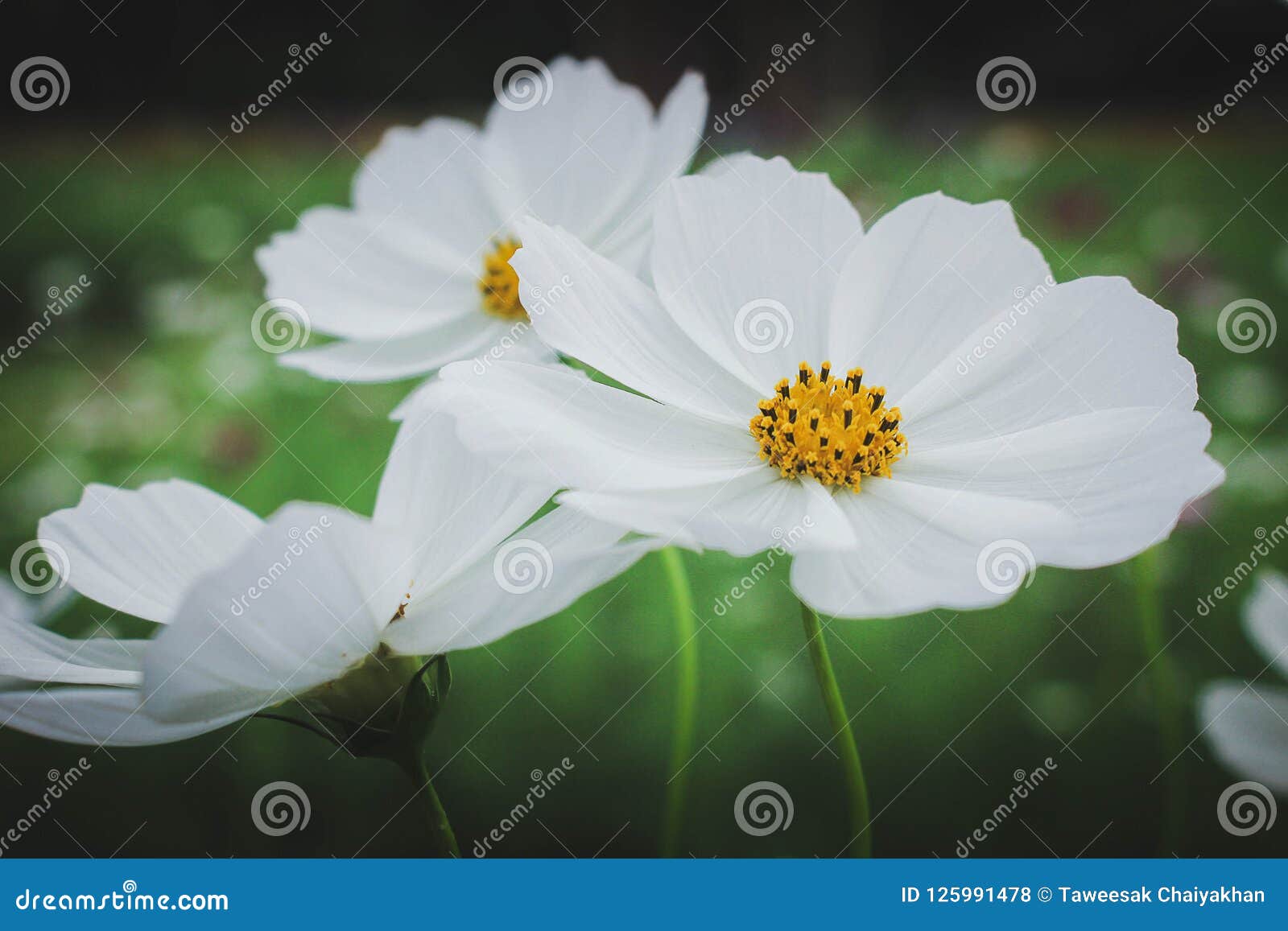 The Group of Beautiful White Color Flower Stock Photo - Image of flower ...