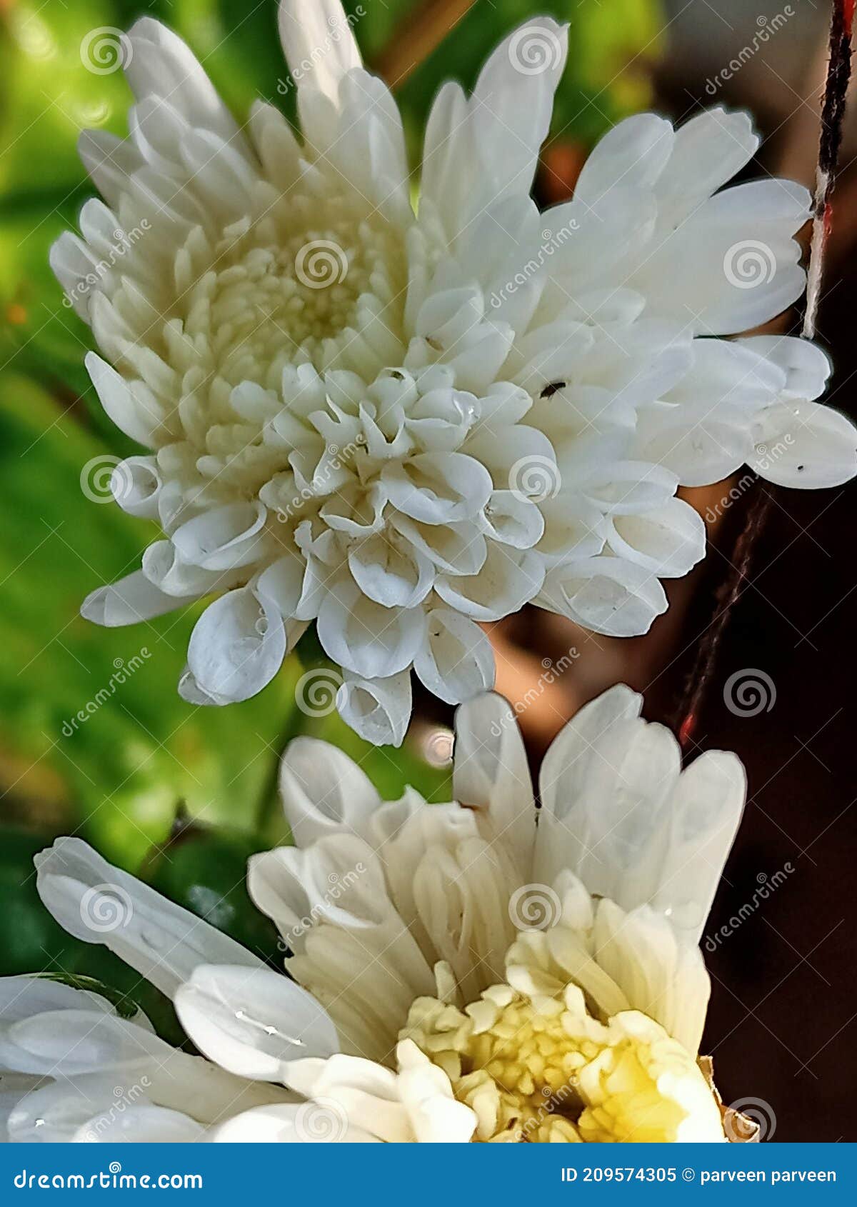Beautiful White Colour Marigold Flower Stock Image - Image of plant ...