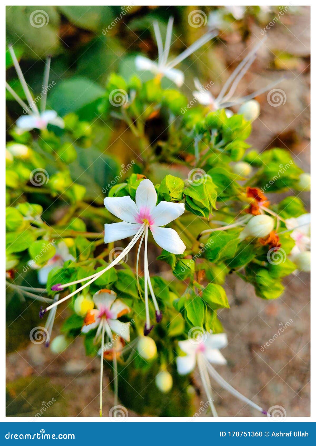 White Coloured Plumeria,singapoor Graveyard Flower,chafa With Green ...