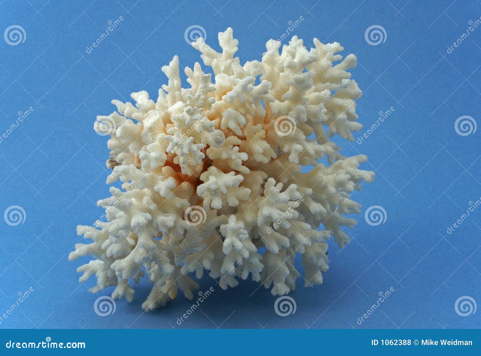 Beautiful White Coral stock photo. Image of deep, white - 1062388