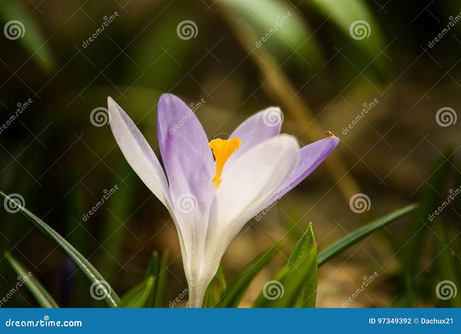 Beautiful White Crocus Flowers on a Natural Background Stock Photo ...