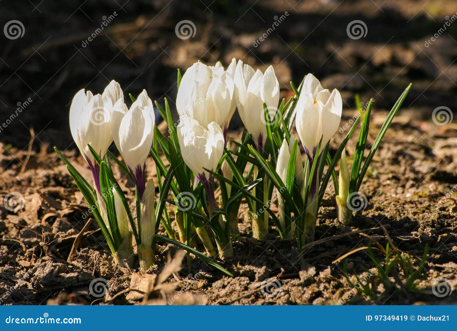 Beautiful White Crocus Flowers on a Natural Background Stock Image ...