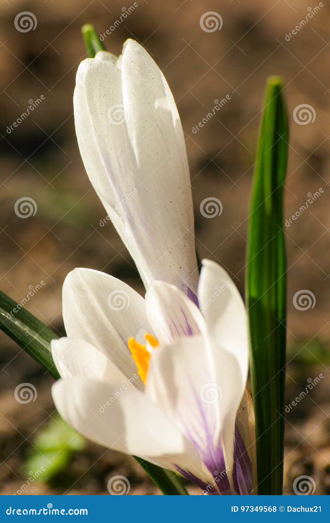 Beautiful White Crocus Flowers on a Natural Background Stock Photo ...