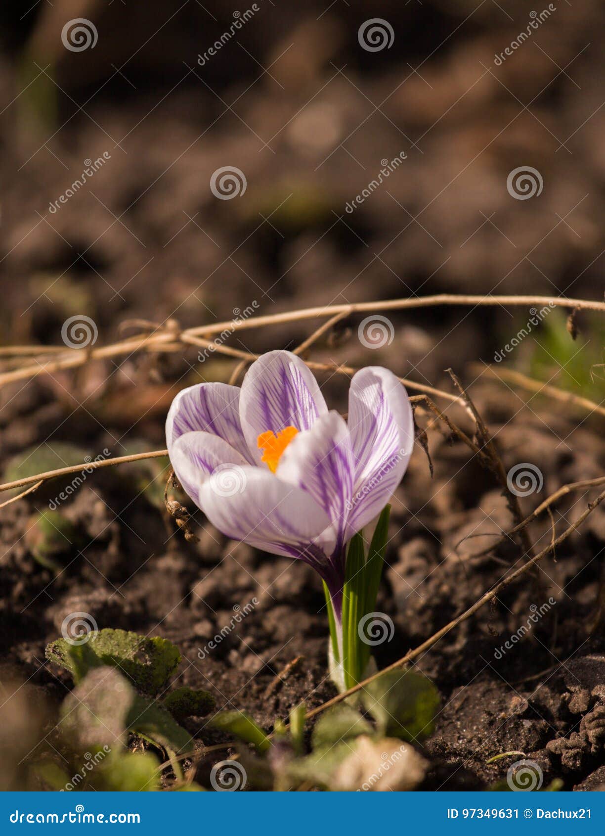 Beautiful White Crocus Flowers on a Natural Background Stock Image ...