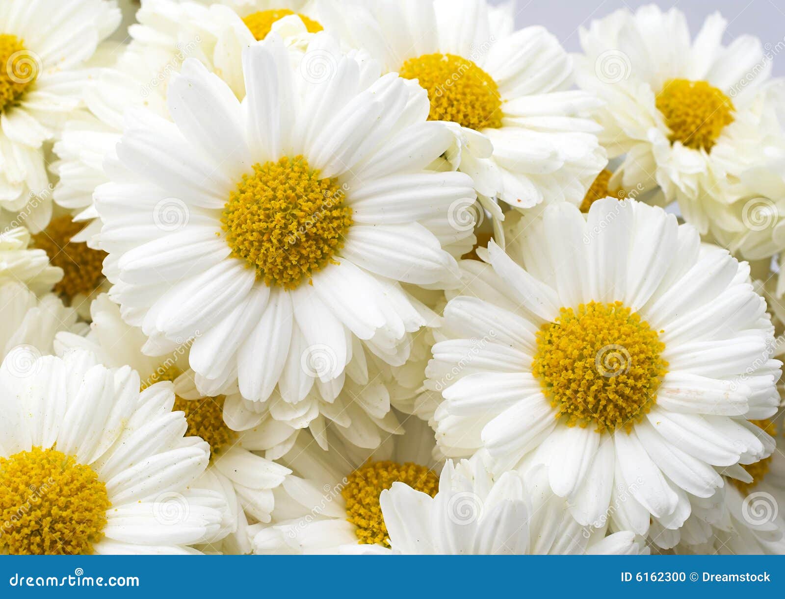 Beautiful white daisy stock photo. Image of married, conservation - 6162300