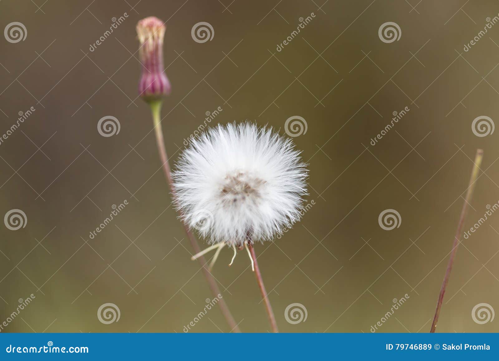 Beautiful White Dandelion Flowers Stock Image - Image of bright, nature ...