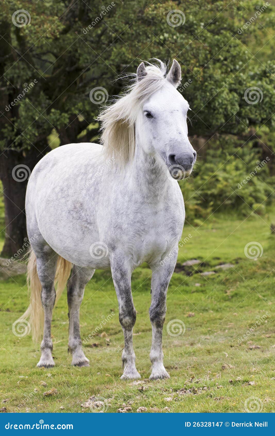 A Beautiful White Dartmoor Pony, Devon, England Stock Image - Image of ...