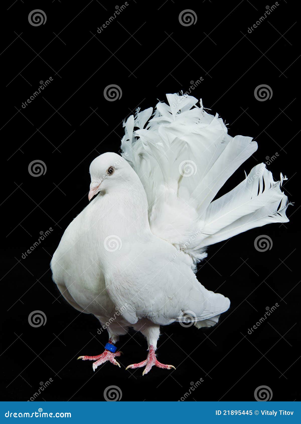 Beautiful White Decorative Dove Stock Image - Image of breed ...