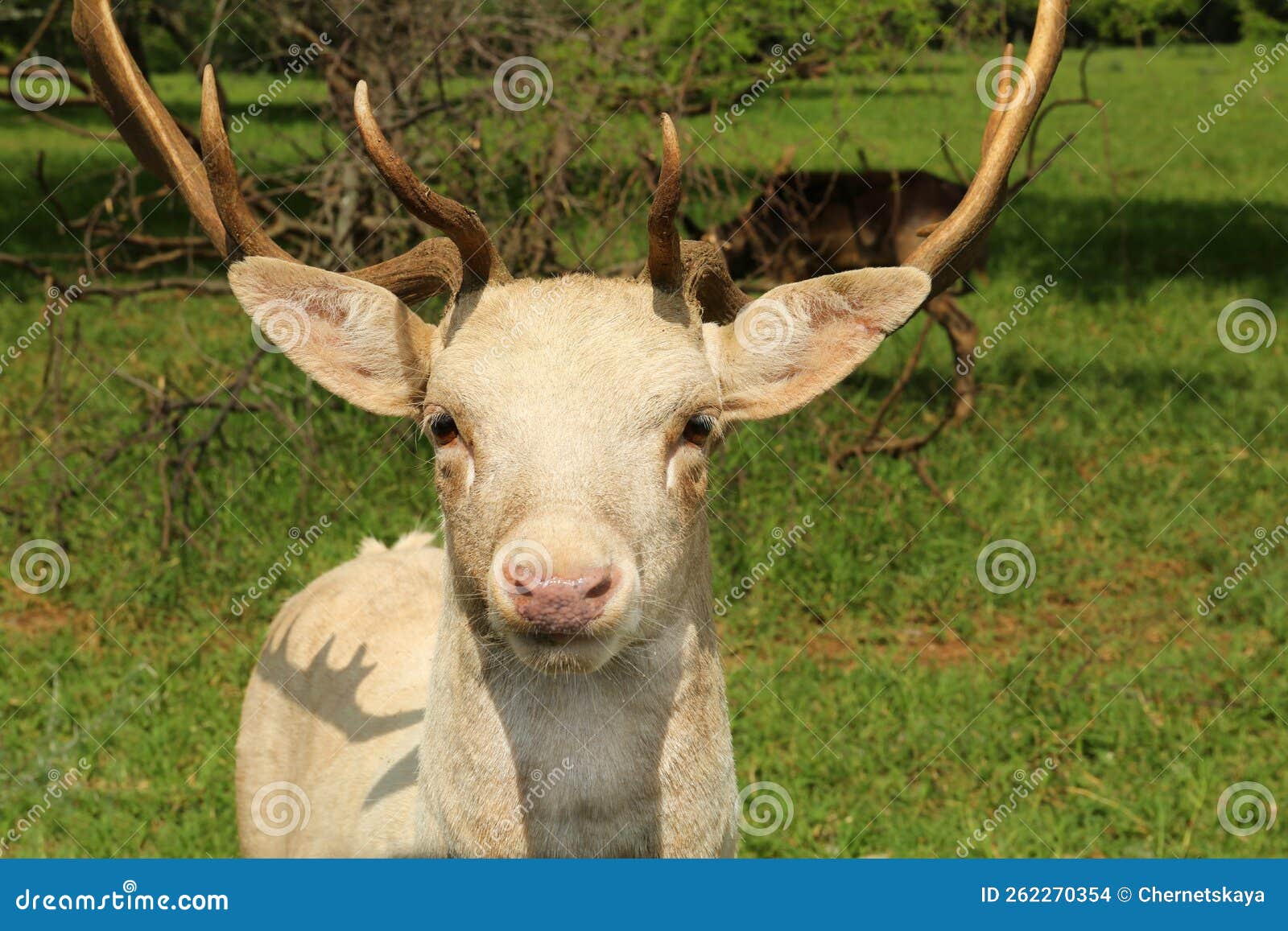 Beautiful White Deer in Safari Park Outdoors Stock Photo - Image of ...