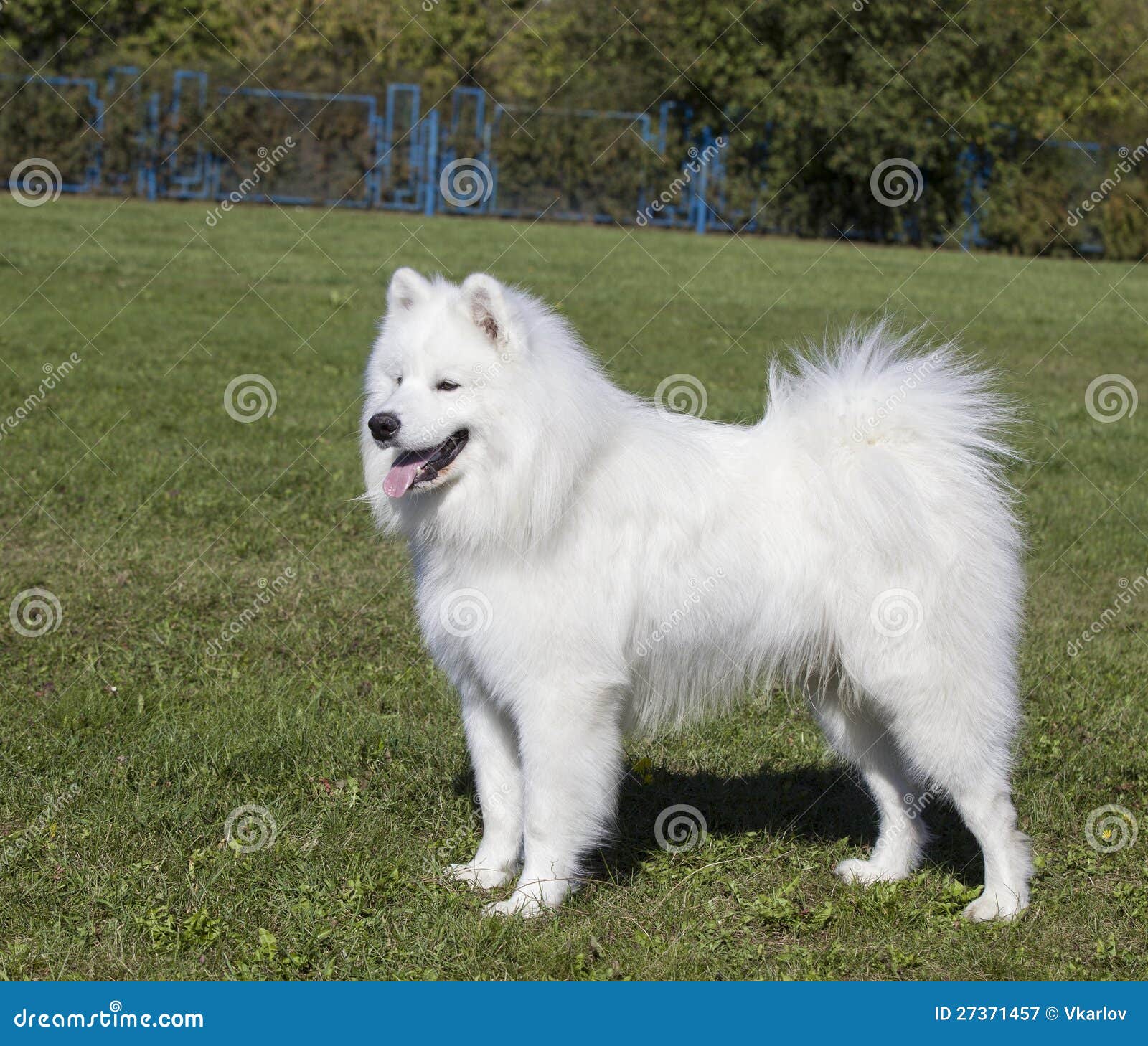 Beautiful White Dog on a Background of Green Grass Stock Image - Image ...