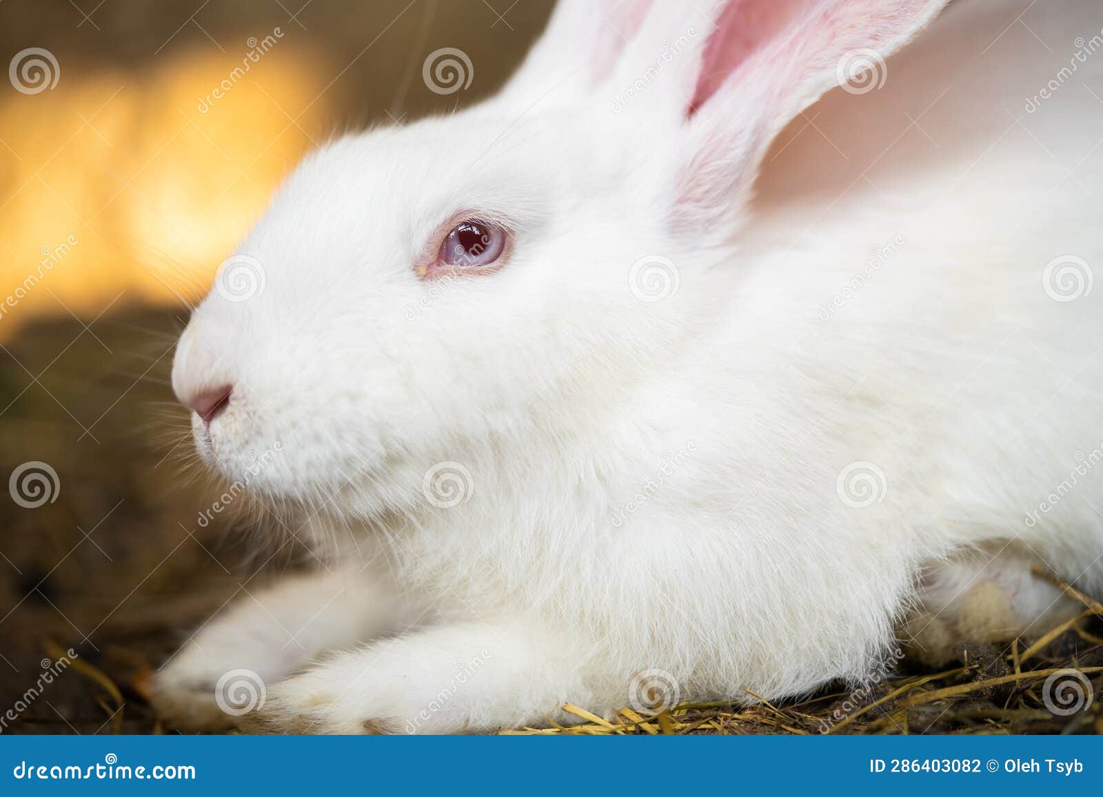 A Beautiful White Domestic Rabbit is Grazing and Walking in the ...