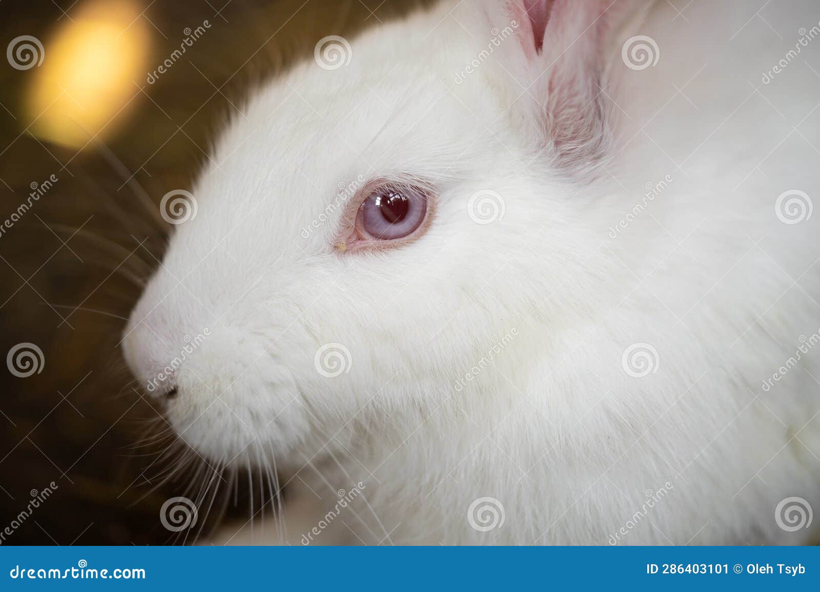 A Beautiful White Domestic Rabbit is Grazing and Walking in the ...