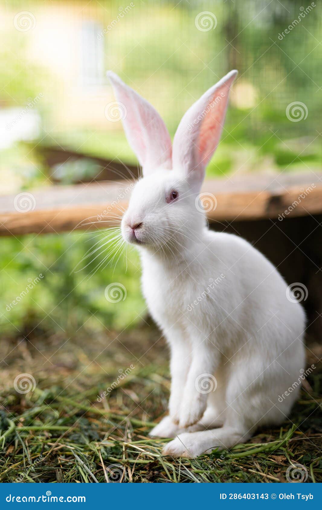 A Beautiful White Domestic Rabbit is Grazing and Walking Outdoors Stock ...