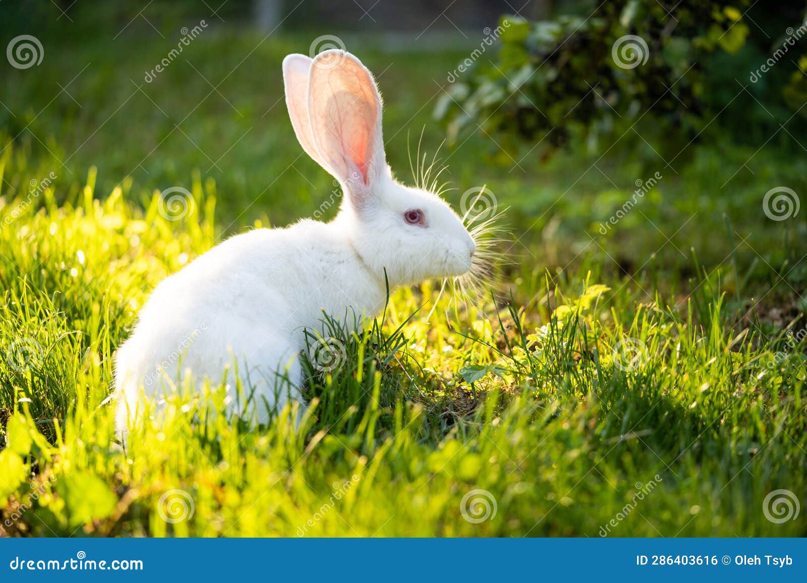 A Beautiful White Domestic Rabbit is Grazing and Walking Outdoors Stock ...