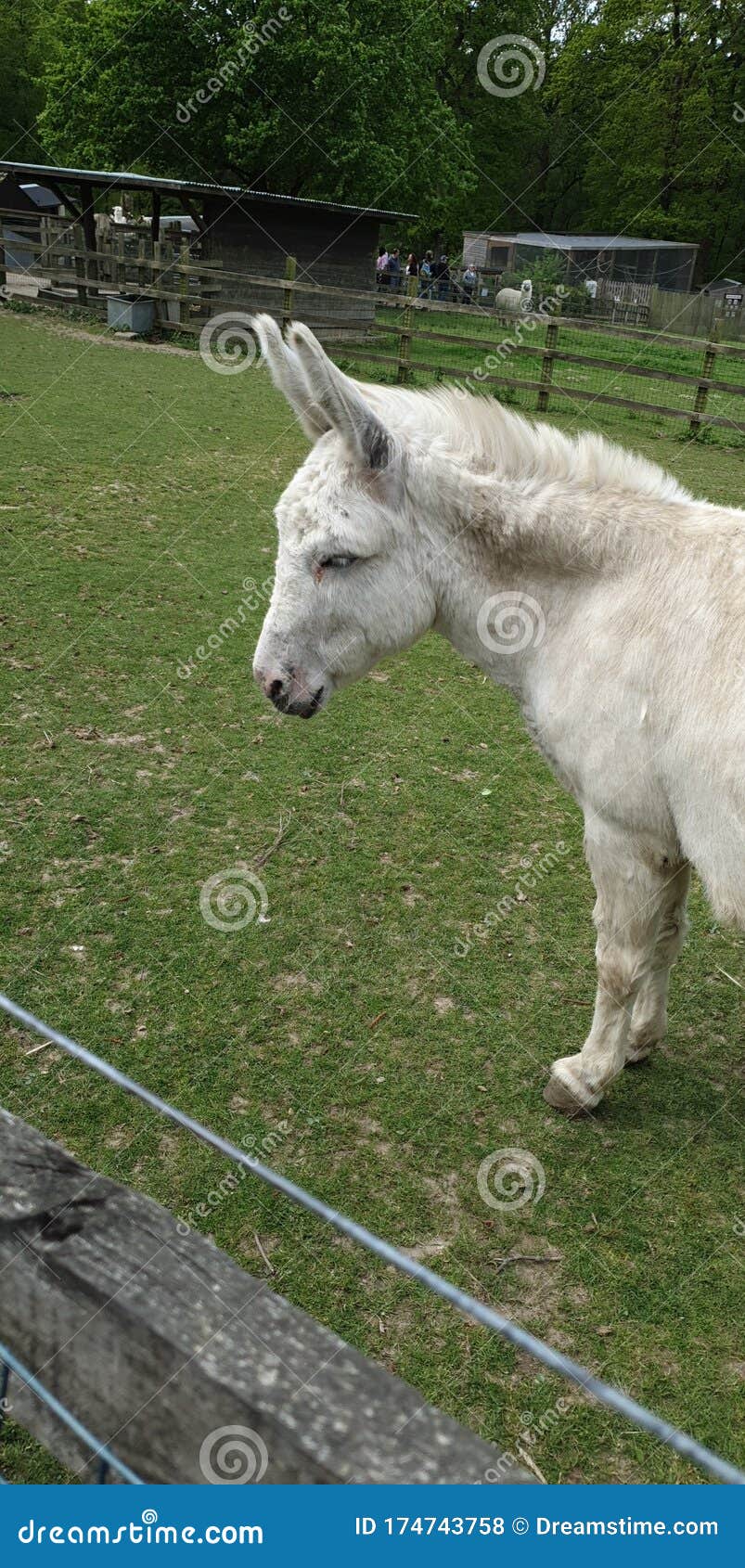 Beautiful white Donkey stock photo. Image of farm, cute - 174743758