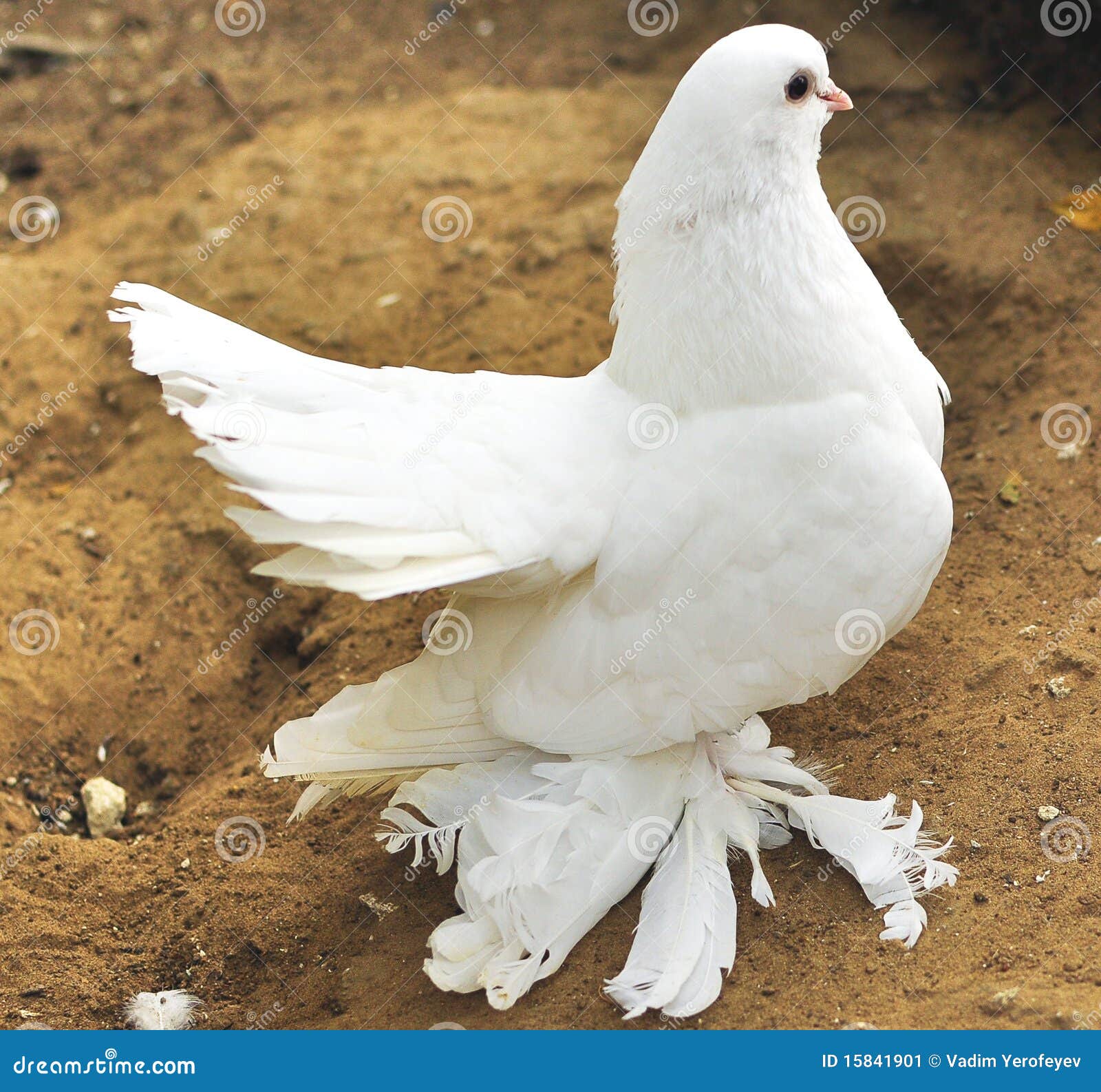 Beautiful white dove stock image. Image of marrying, animals - 15841901