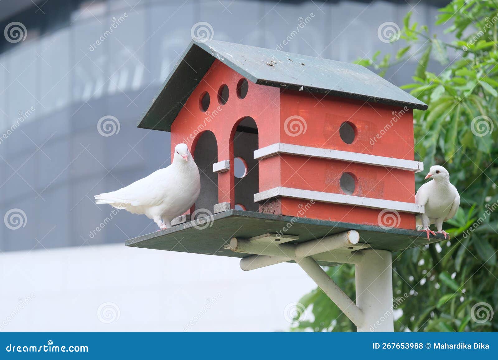 Beautiful white dove stock photo. Image of beautiful - 267653988