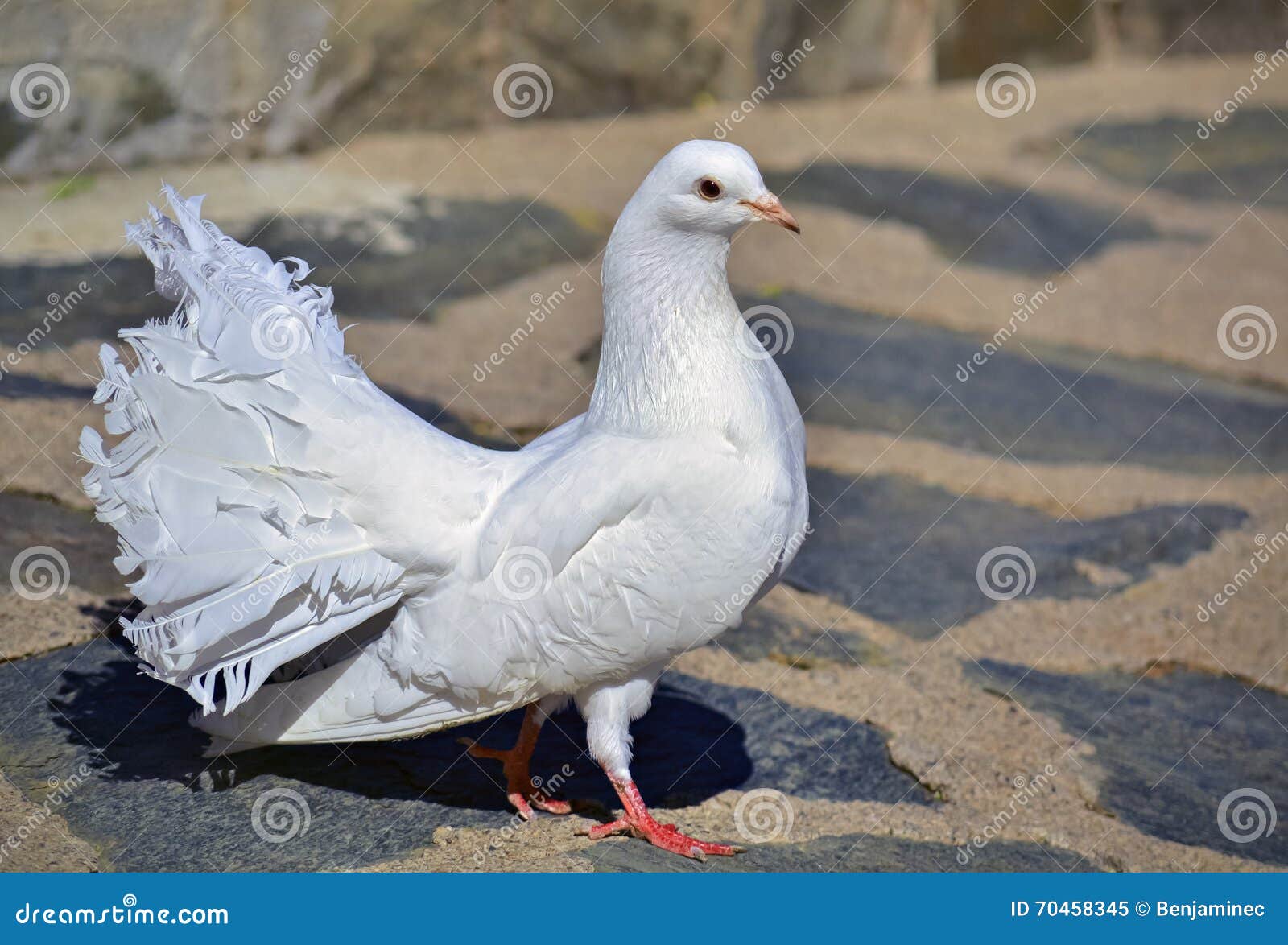 Beautiful white dove stock image. Image of closeup, dove - 70458345