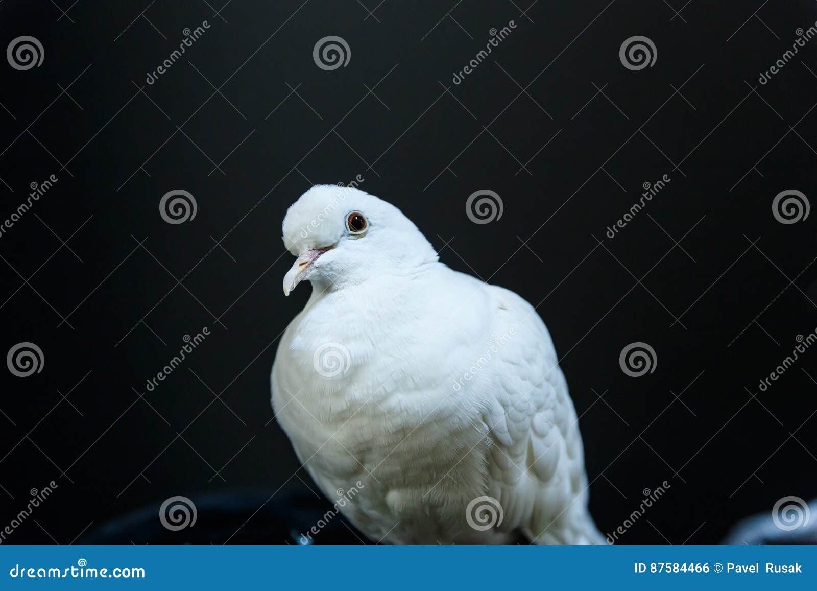 Beautiful white dove stock photo. Image of flying, holy - 87584466