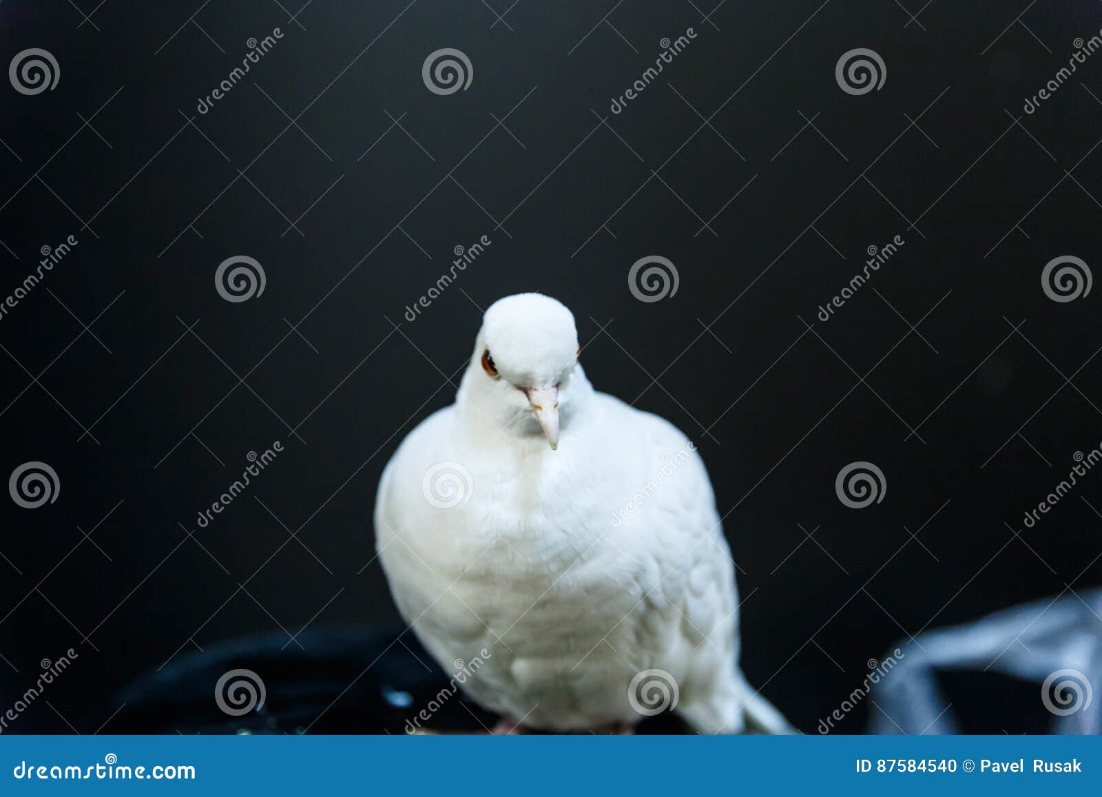 Beautiful white dove stock photo. Image of color, doves - 87584540
