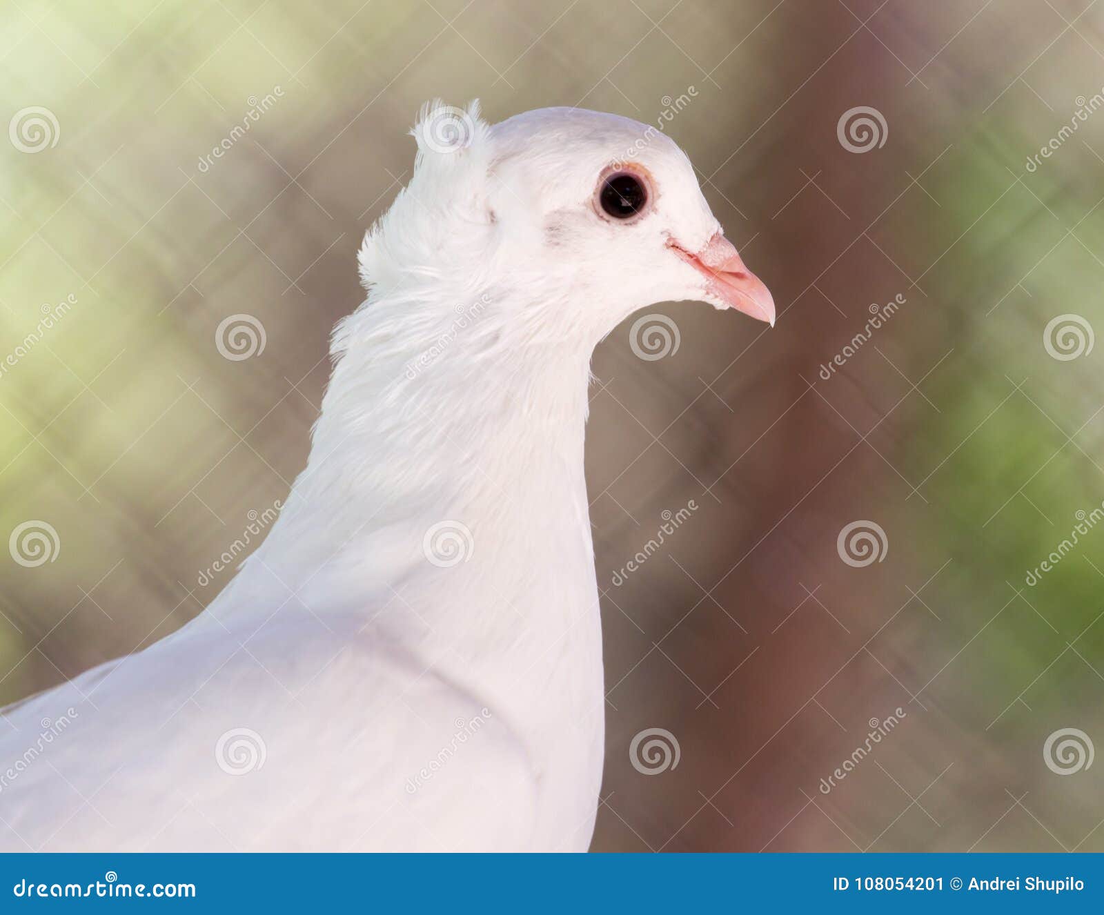 Beautiful White Dove in Nature Stock Image - Image of grace, pigeon ...