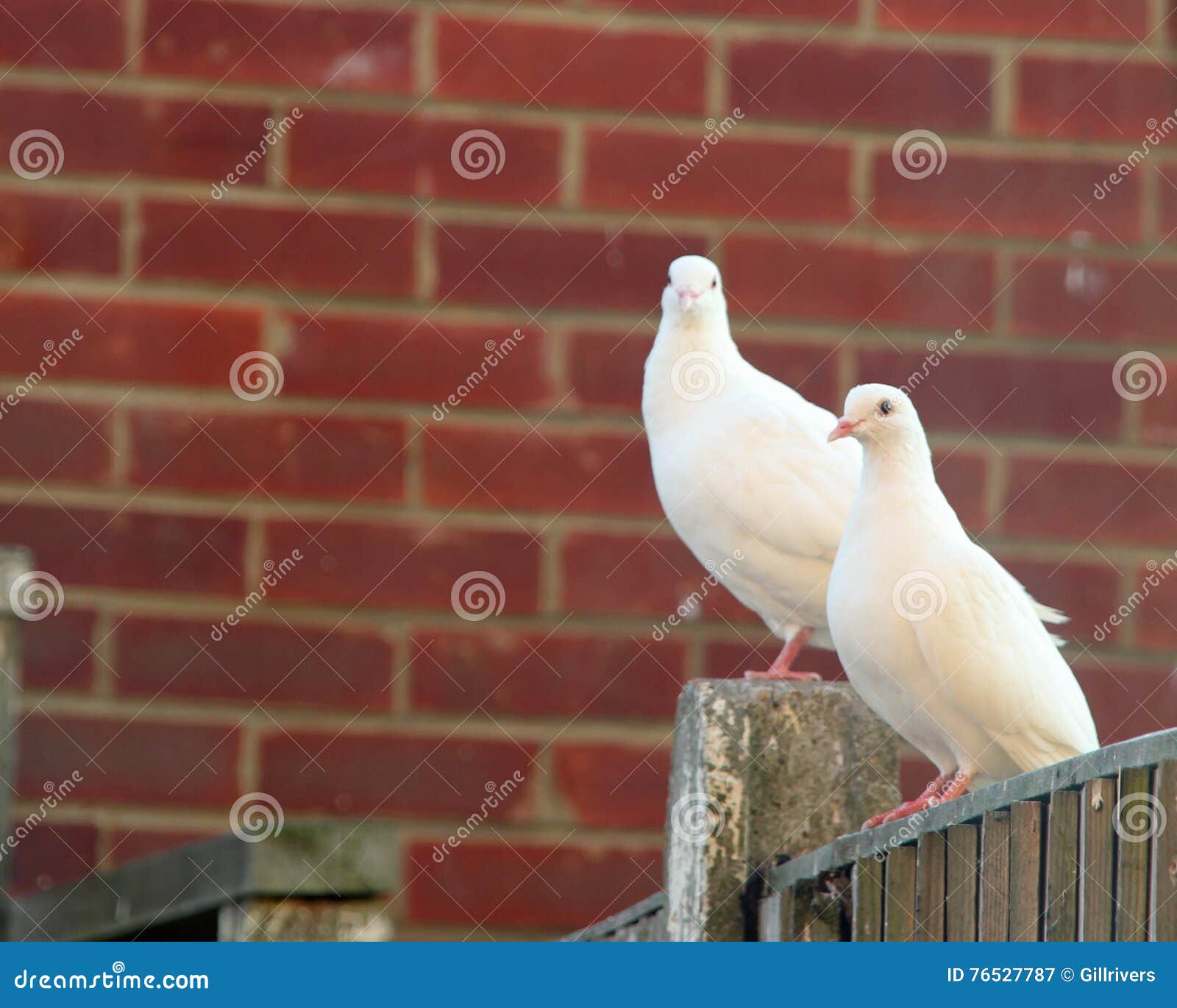 Beautiful White Dove stock image. Image of dove, background - 76527787