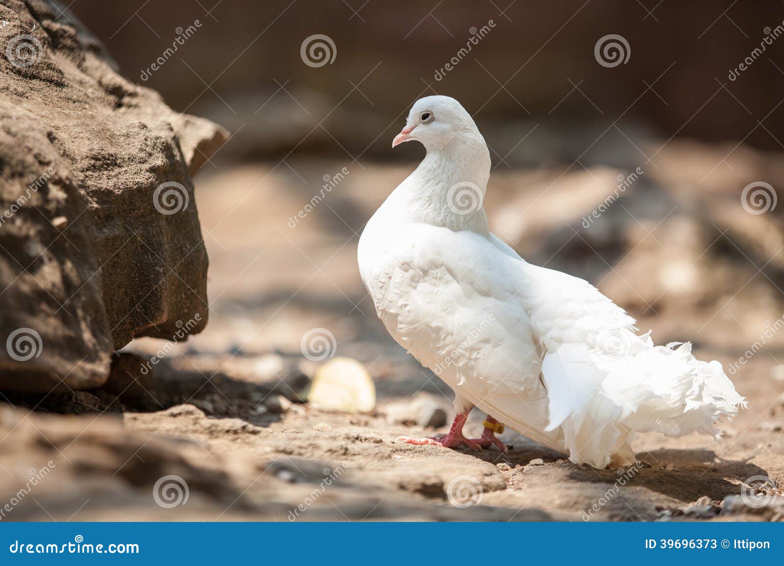 Beautiful white dove stock image. Image of peace, flying - 39696373