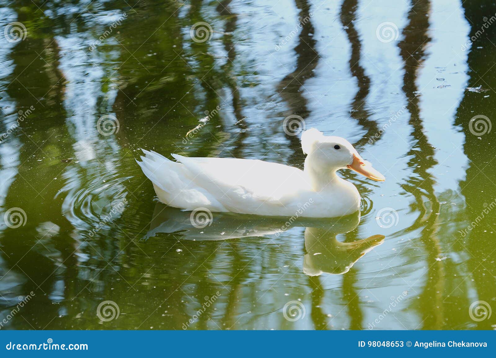 Beautiful White Duck Floating on the Water Stock Image - Image of ...
