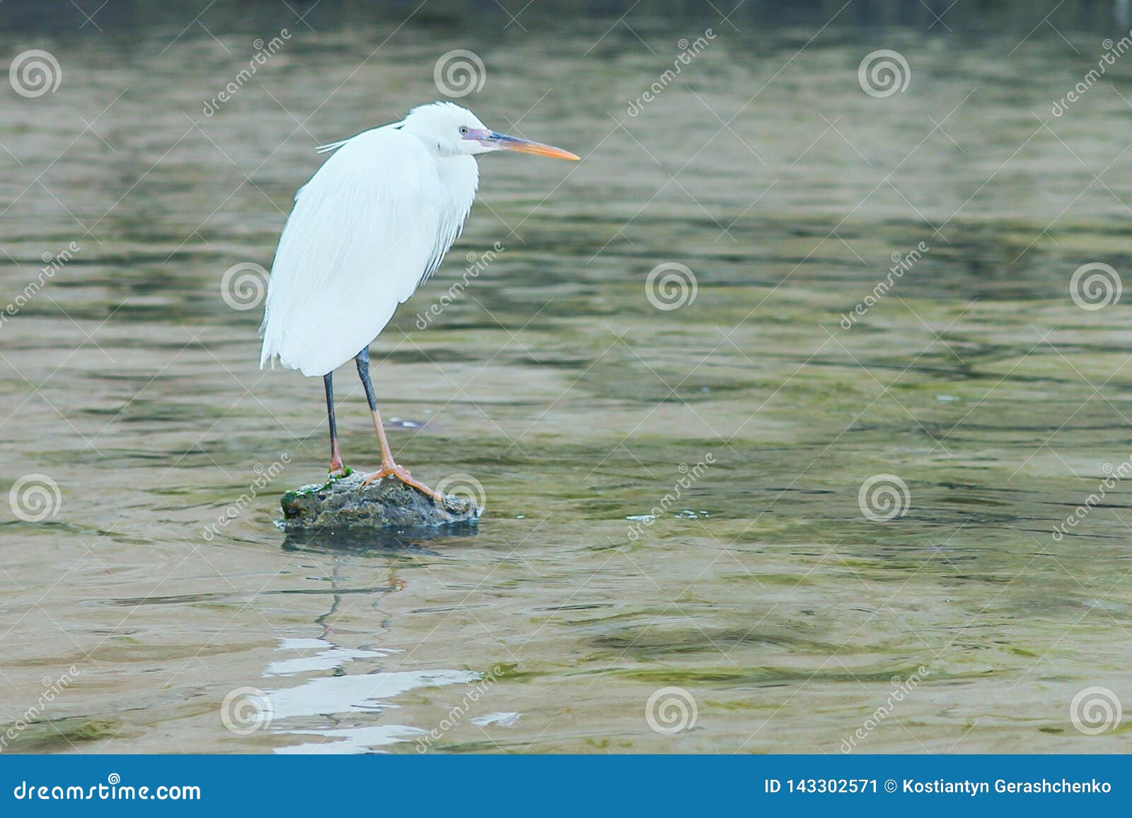 Beautiful White Egret on the Seashore in Nature Background Stock Image ...