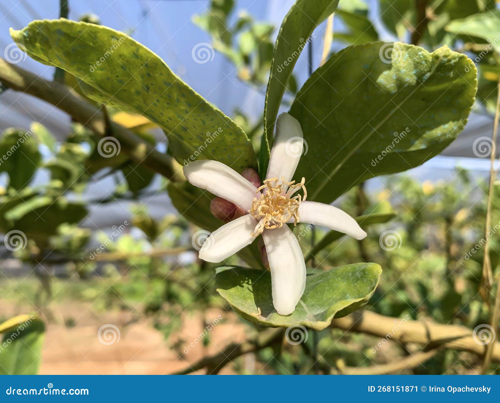 Flowering Citrus Etrog Tree Stock Image - Image of etrog, flowering ...