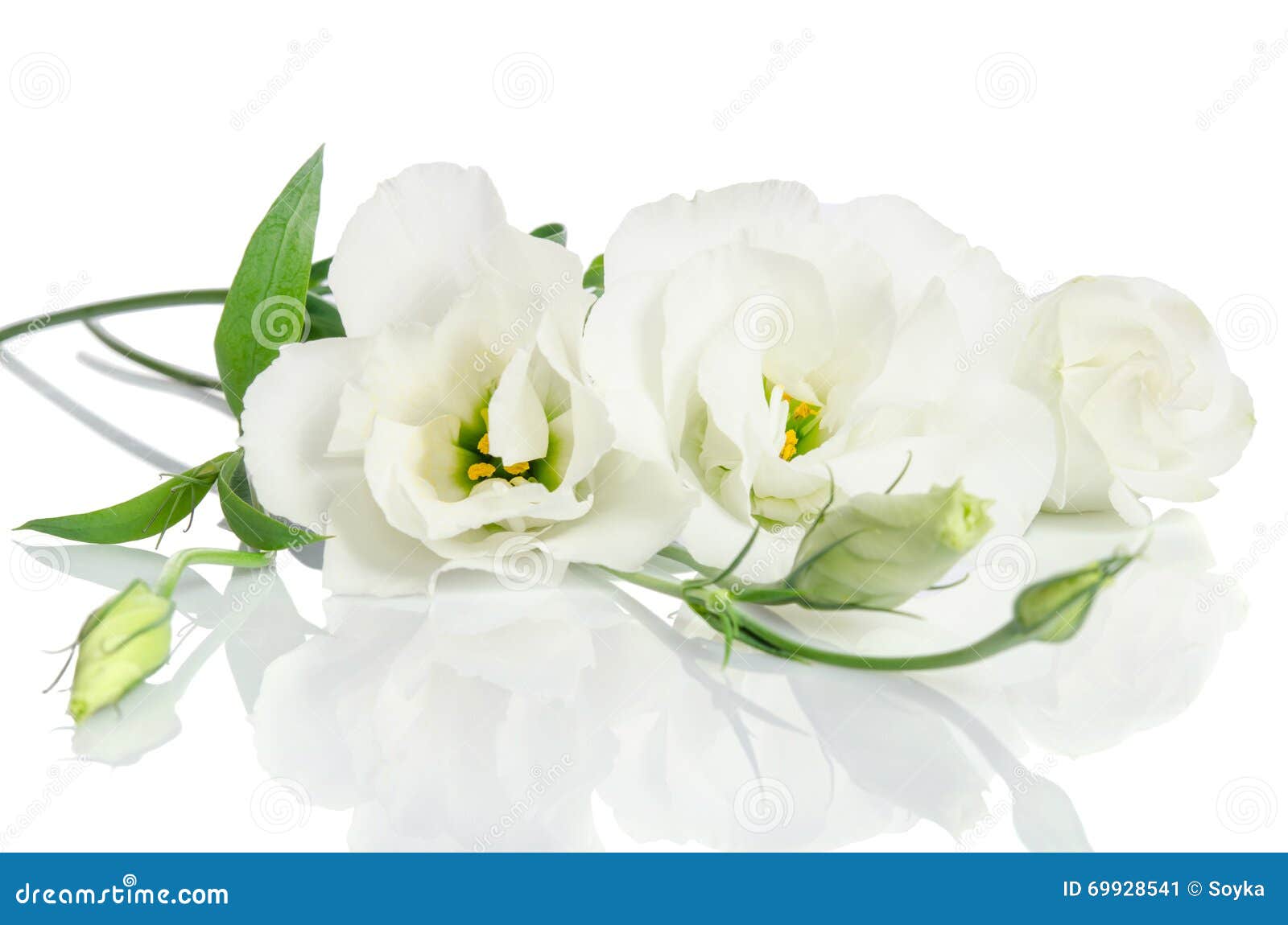 Beautiful White Eustoma Flowers Stock Image - Image of nature, beauty ...
