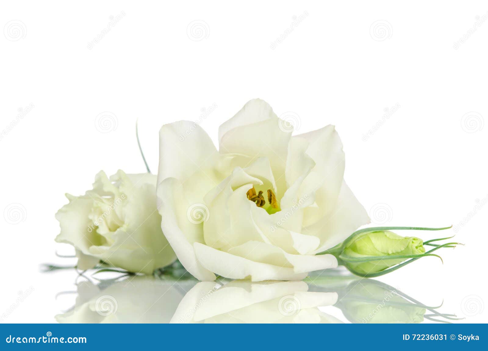Beautiful White Eustoma Flowers Stock Image - Image of isolated ...
